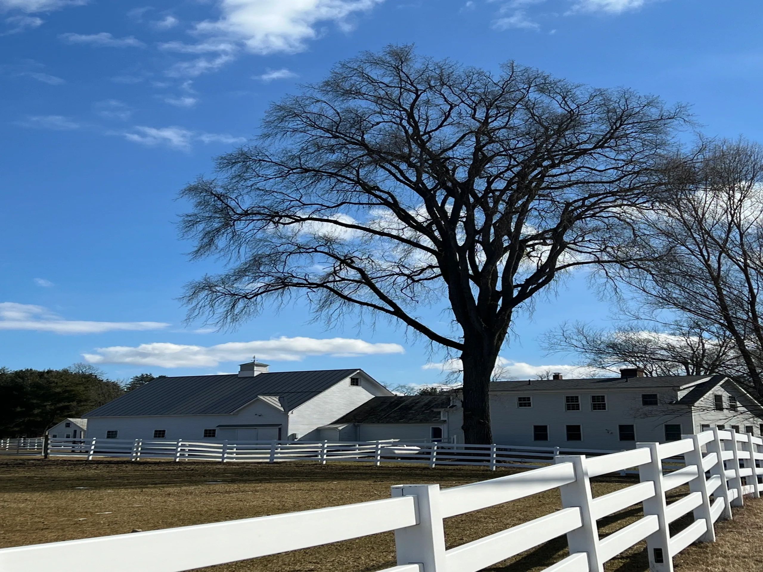Tree Protection Services - Arborist, Tree Preservation