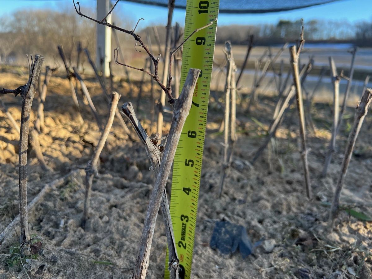 Concord Grape 1-year-old bare root plants!