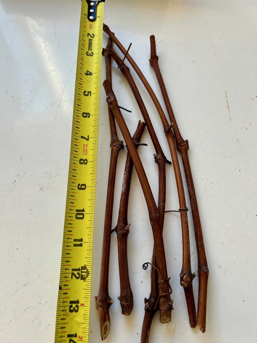 4 Concord Grape cuttings with seeds!