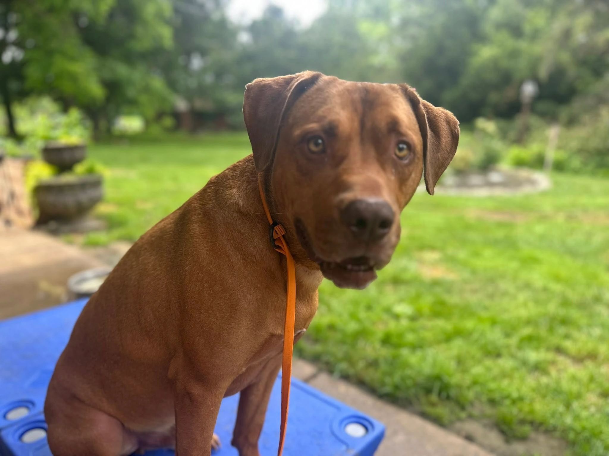 K9 Rescue | Dog Adoption & Animal Rehoming