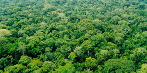 BLUE LAKE LUMBER - Wood, Lumber, Timber