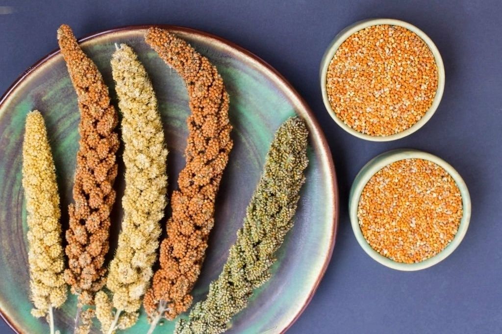 The Nutritional Benefits of Millet: Reasons to add it your diet