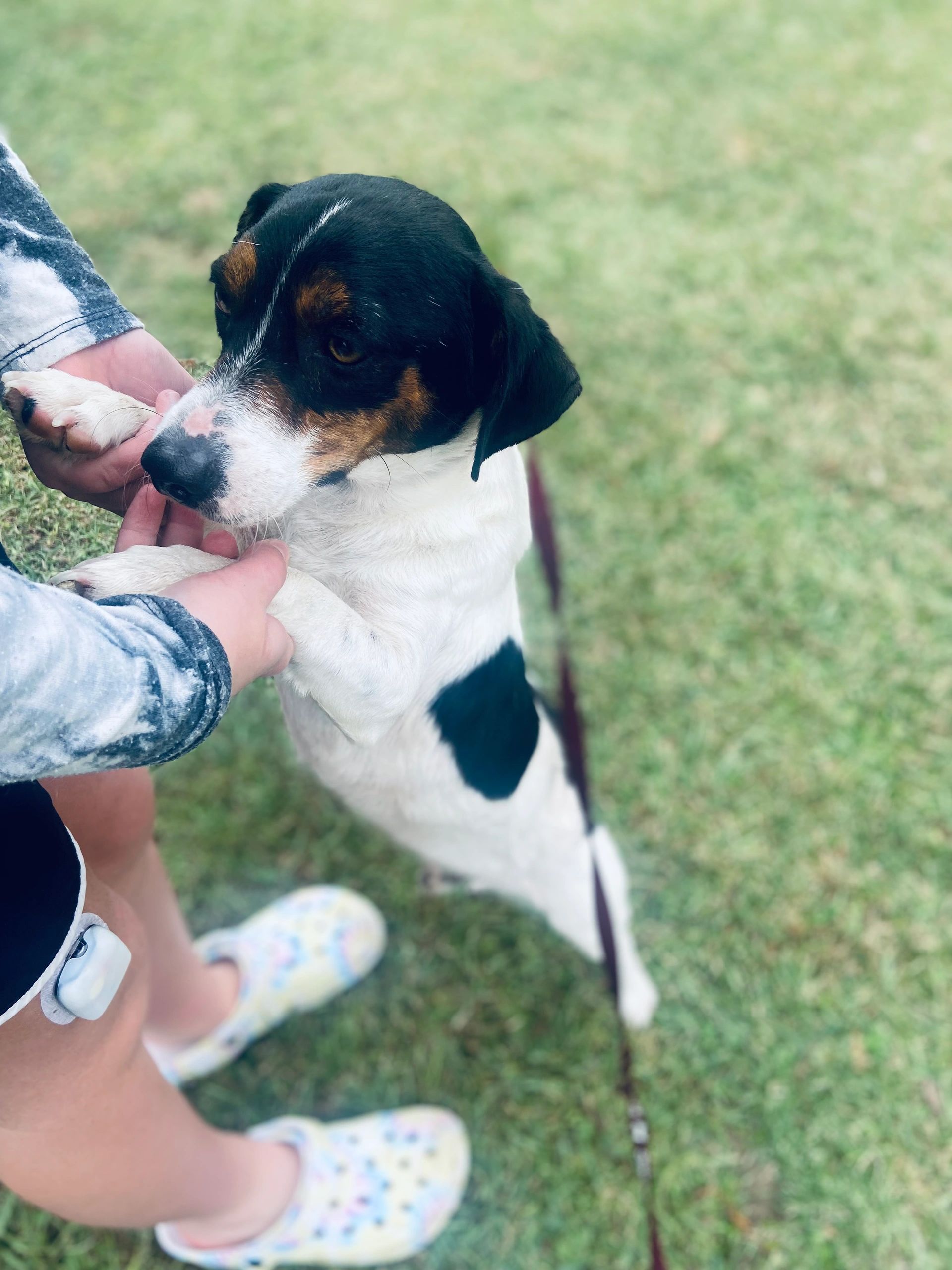 Hopeful Hearts Animal Rescue