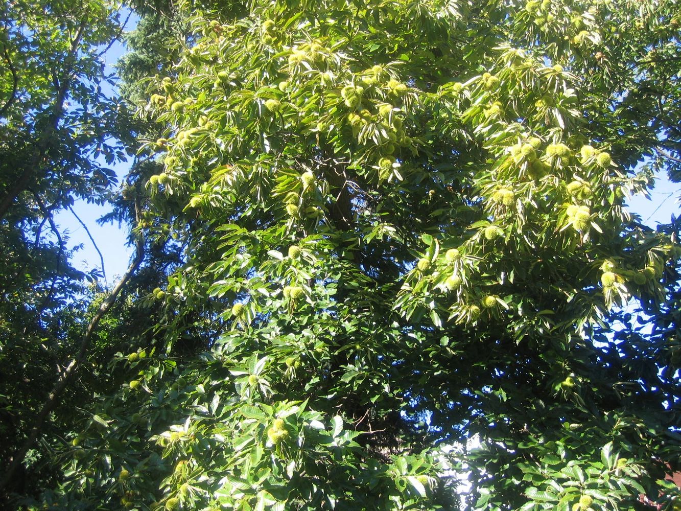 West Virginia Chestnut Festival