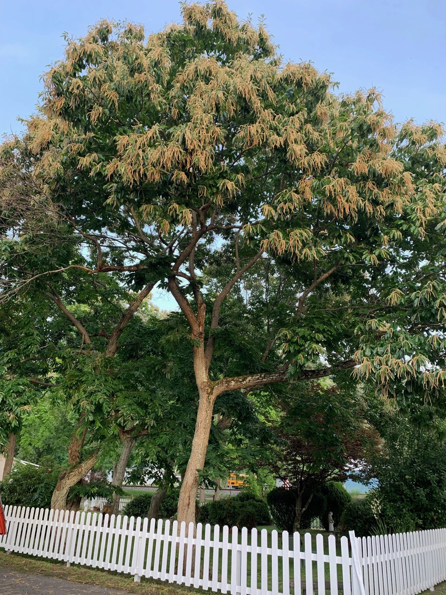 West Virginia Chestnut Festival