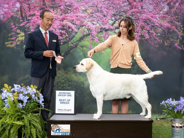 Labrador Puppies - By The Sea Labradors