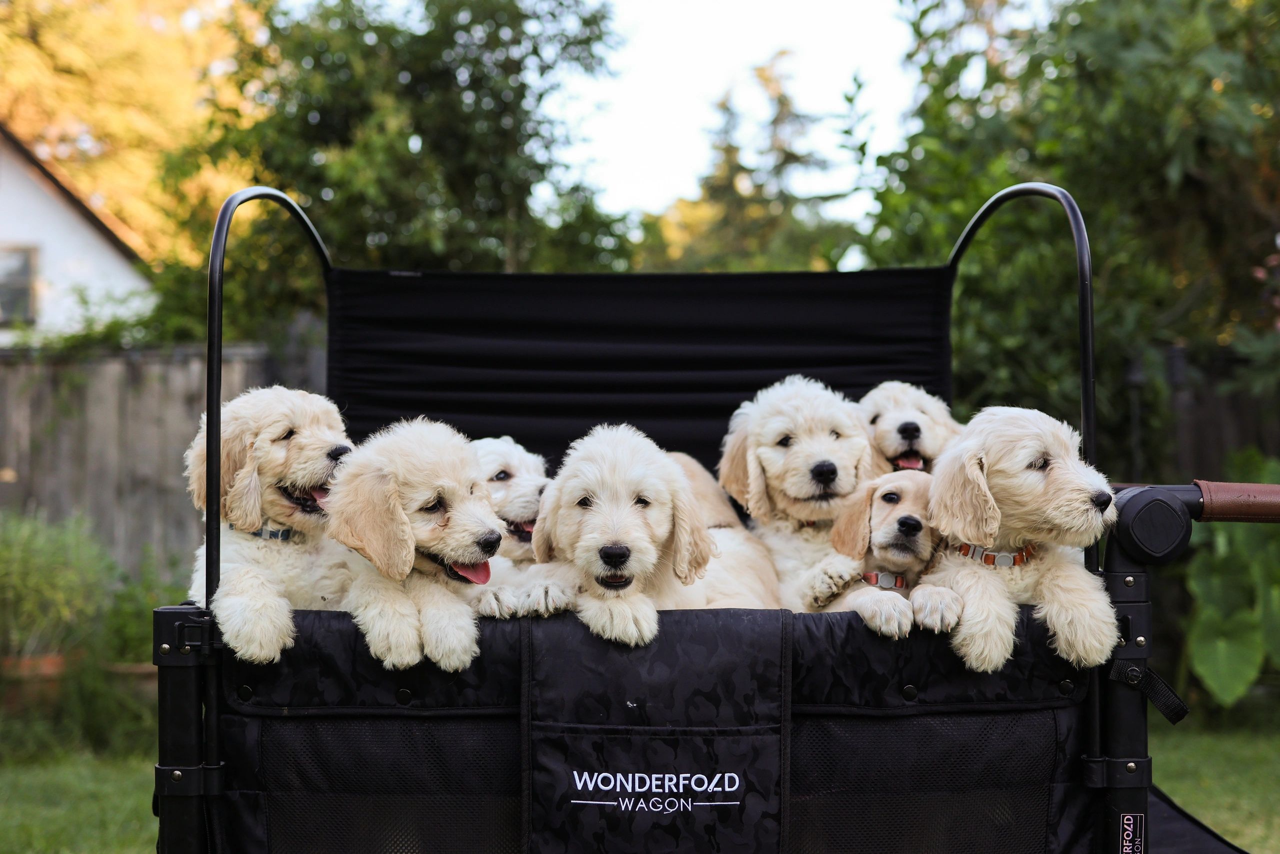 Our Amazon Pawfriends