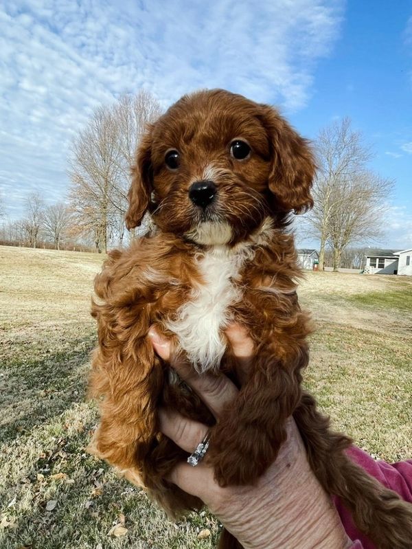 Royal Cavapoos