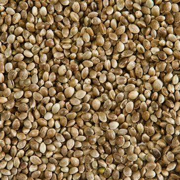 Symple Seeds | Cannabis Seeds Online