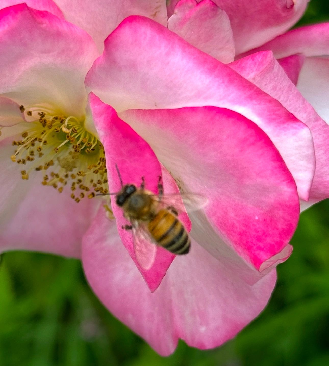 Spring Pond Farm Vermont