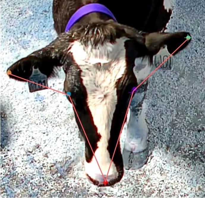 How a cow’s ear position can indicate emotions