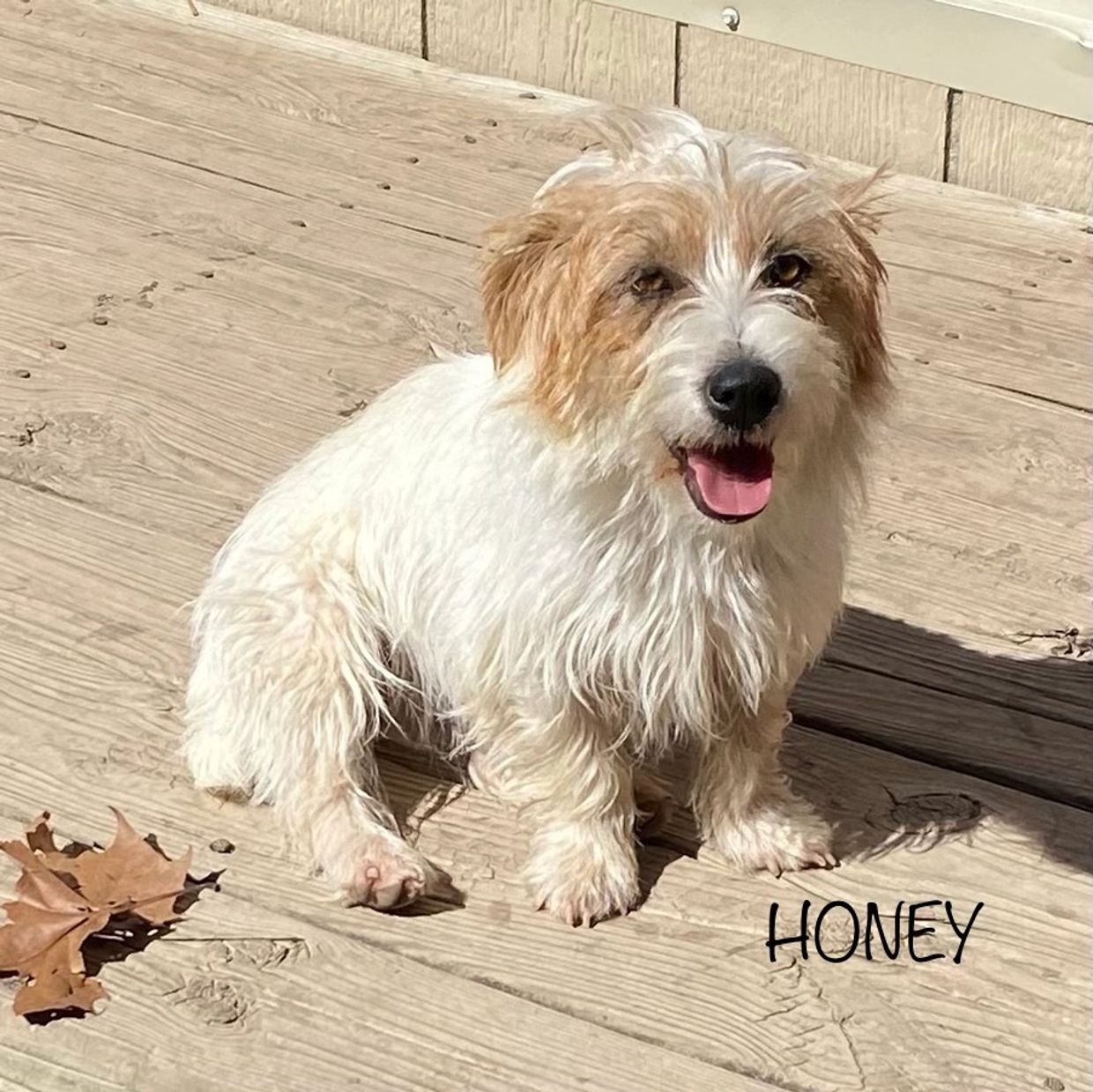 Available Puppies | Strawberry Springs Jack Russells