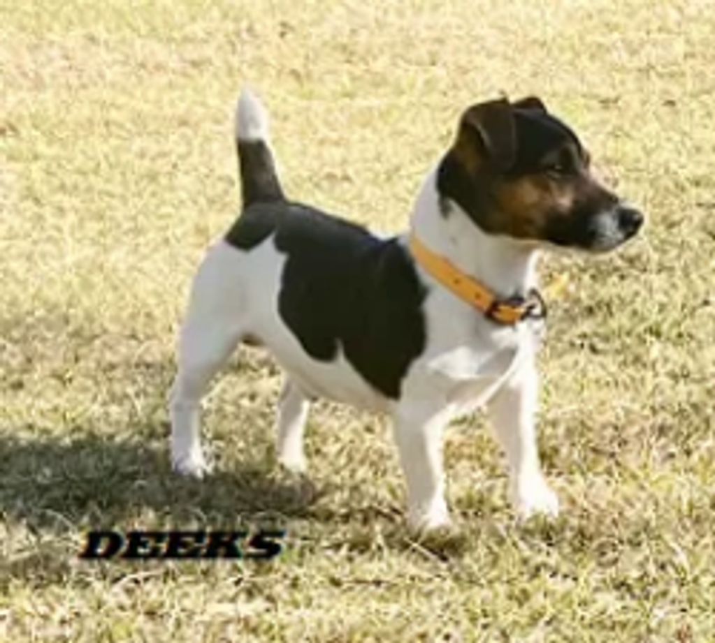 The Guys | Strawberry Springs Jack Russells