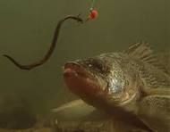 The Secrets of Nightcrawlers for St. Clair River Fishing