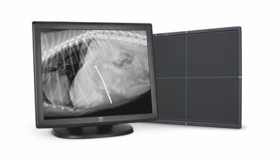 Radiology | Draper Animal Hospital