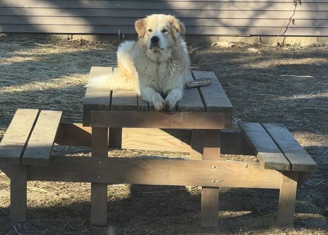 XL Canine Rescue LTD