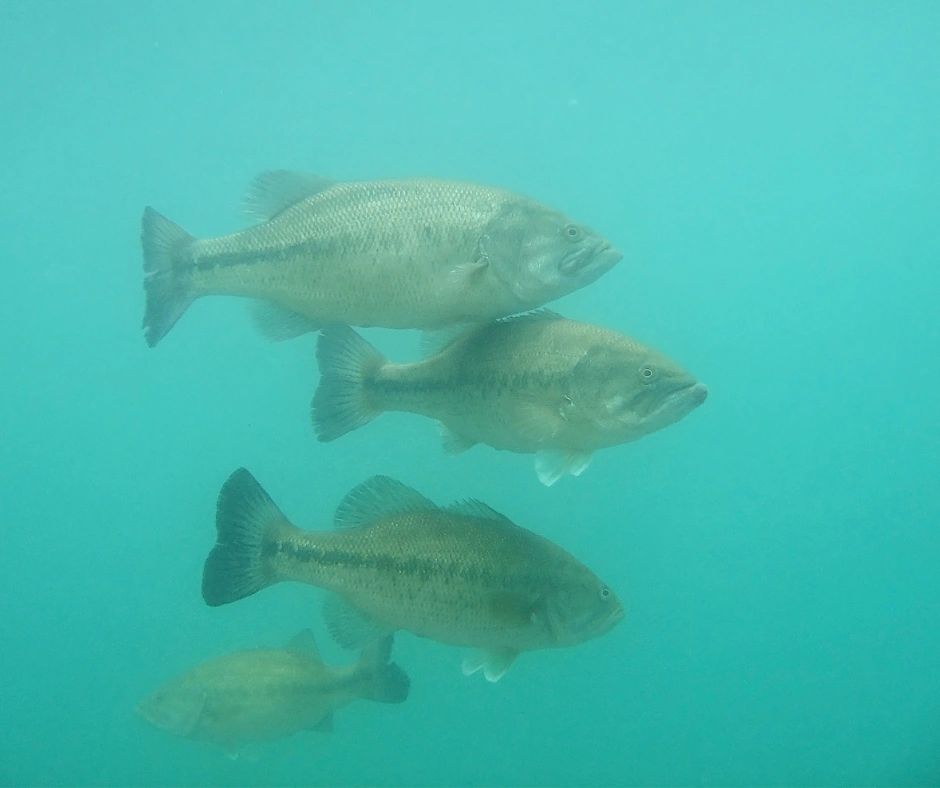What Forward Facing Sonar is Teaching Us About Bass Behavior