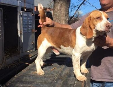 Wood's Weir Creek Beagles - Weir Creek Stud, Weir Creek Beagles
