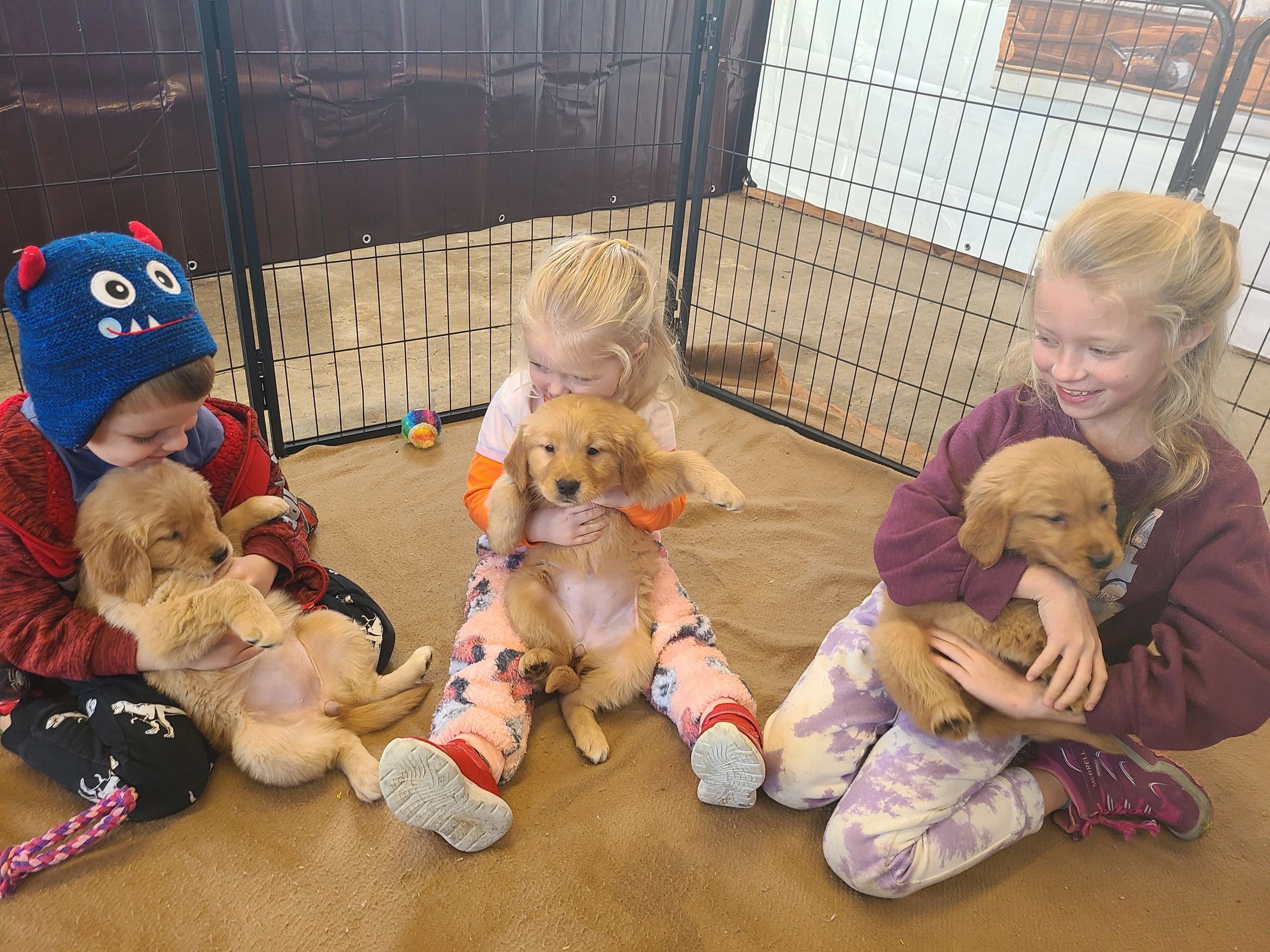 Witt Family Goldens