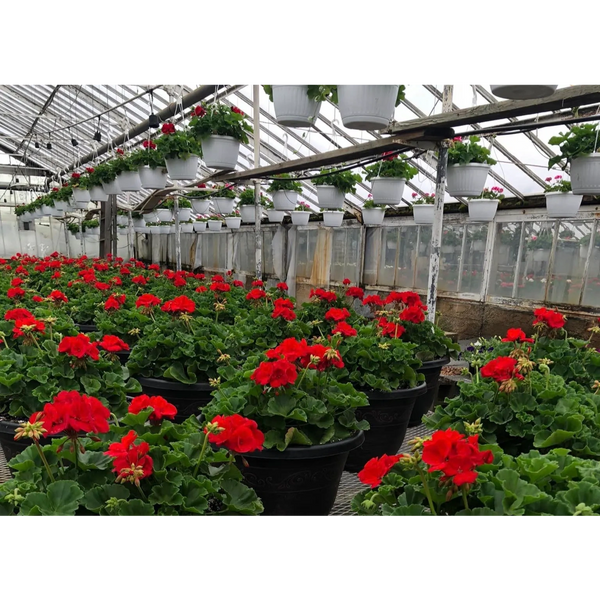 Find the Perfect Landscape Plants and Shrubs at Madison Avenue Greenhouse