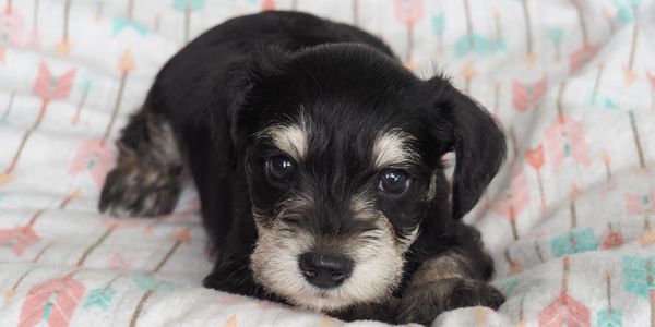 Colors & Sizes | Lovey's Miniature Schnauzers