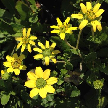 Sweet Bay Nursery - Florida Native Plants, Butterfly Plants