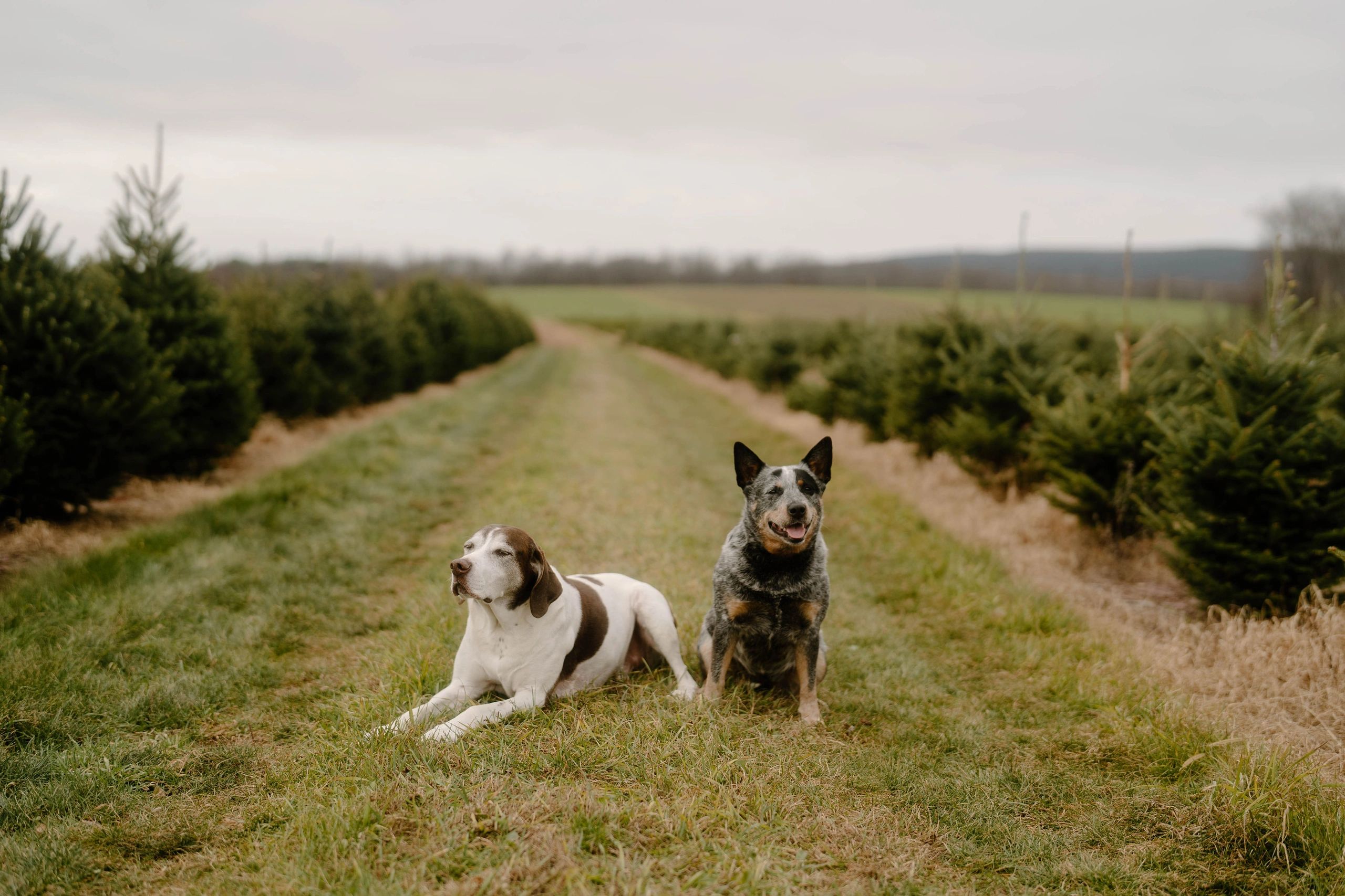 Hearts for Hounds - Dog Daycare, Dog Boarding, Online Store