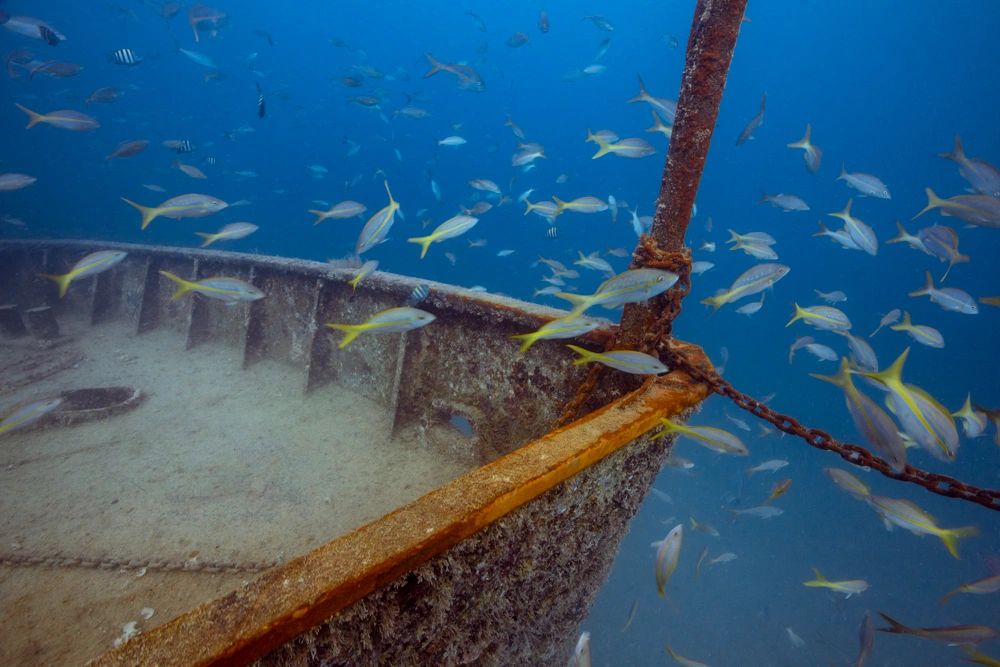 Kodiak Queen | Beyond The Reef