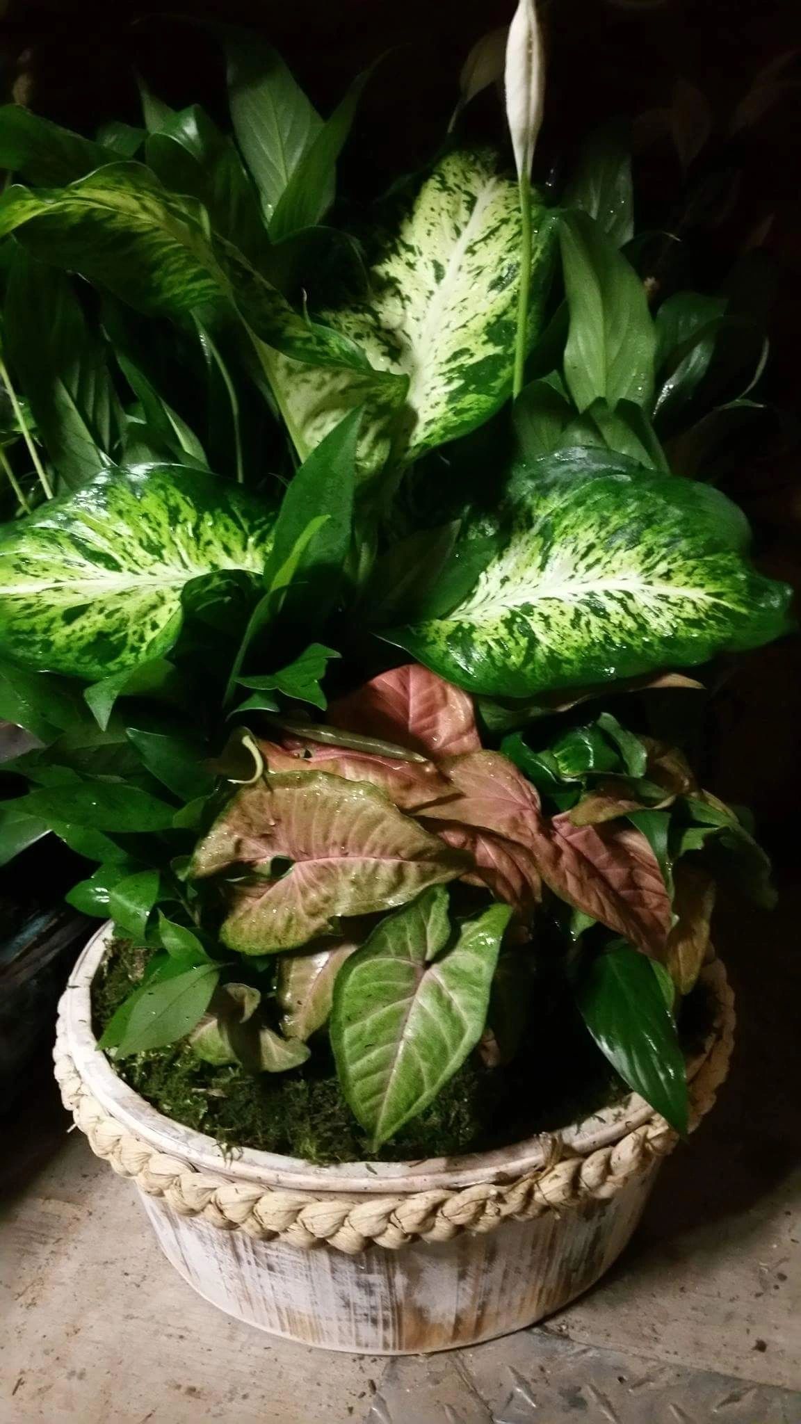 Cowart Farm and Foliage