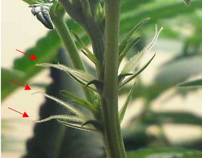 Hemp Varieties | Legacy Hemp