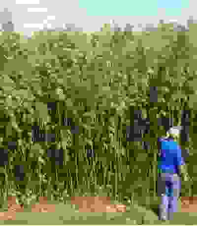 Hemp Varieties | Legacy Hemp
