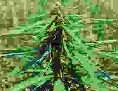 Hemp Varieties | Legacy Hemp