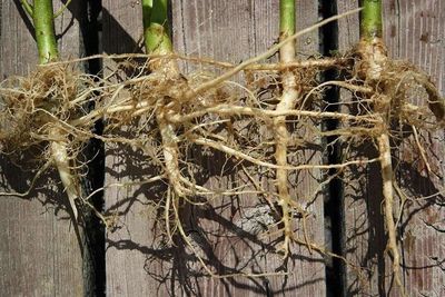 Hemp Varieties | Legacy Hemp