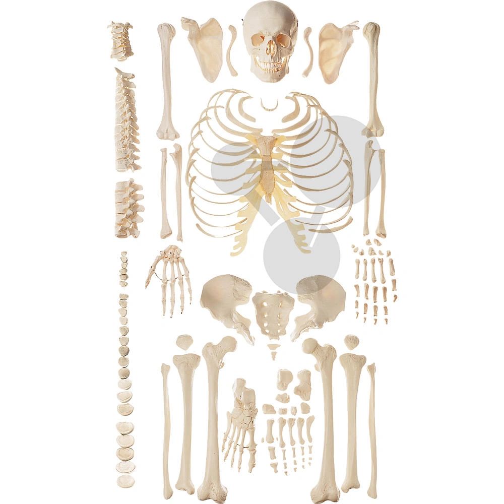 Scattered Bone Model Of Human Skeleton Free Bone - GD/A11103