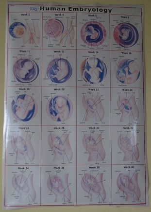 Human Embryology Chart - V105