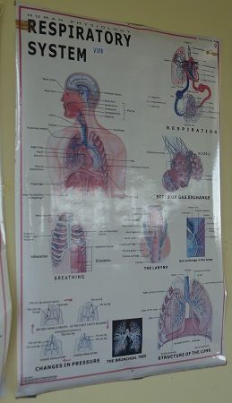 Respiratory Chart - V108