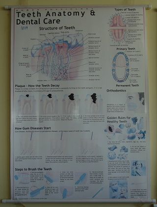 Teeth Anatomy & Dental Care Chart - V119