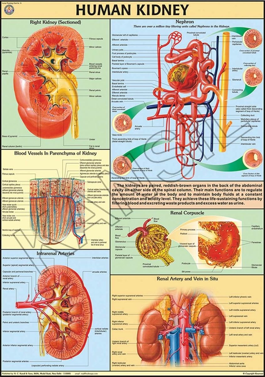 Human Kidney Chart - V117