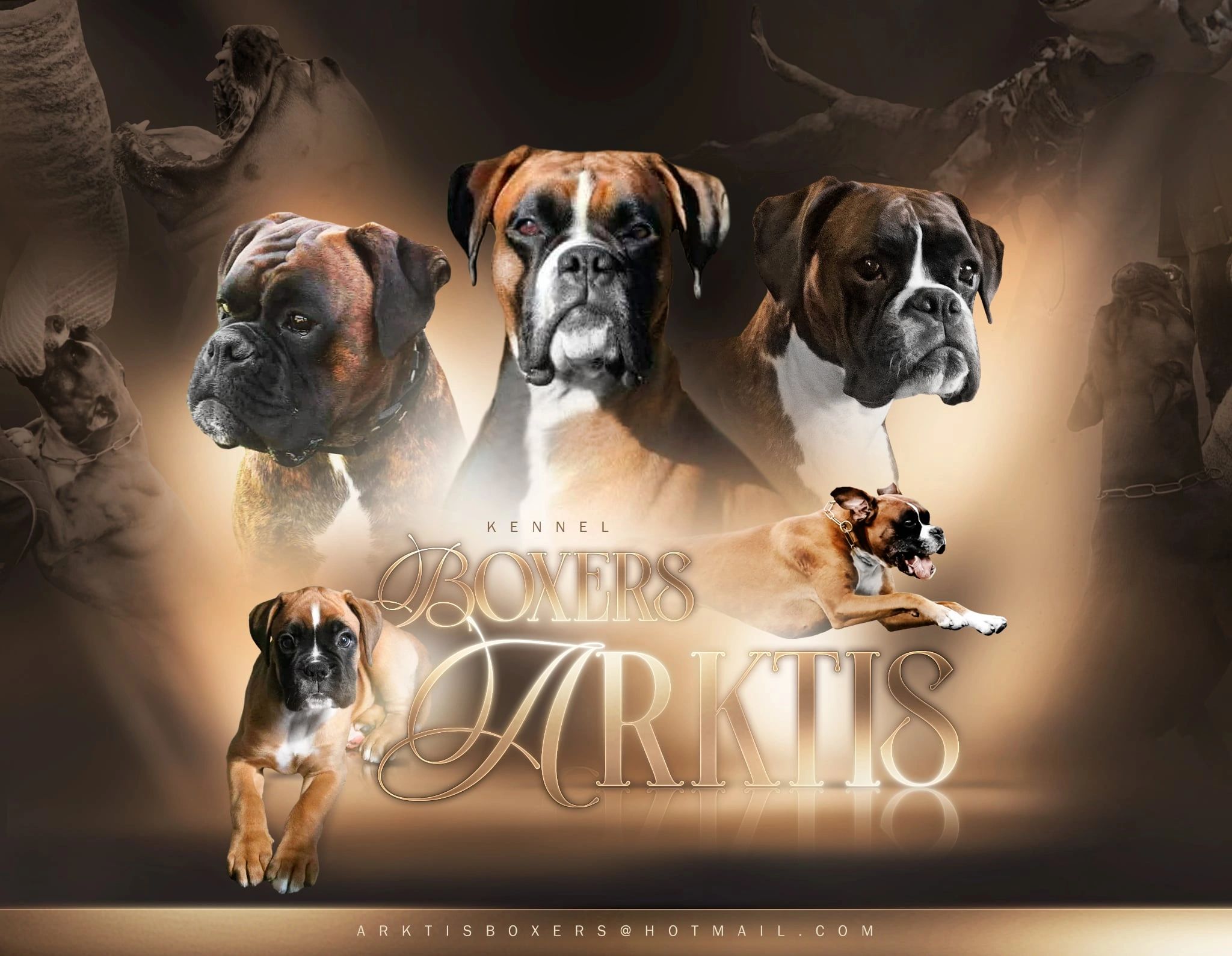 Arktis Boxers - Boxer Puppies, Working Boxers