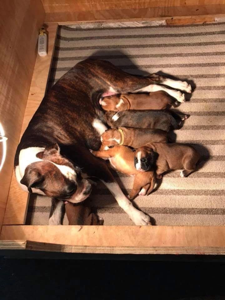 Arktis Boxers - Boxer Puppies, Working Boxers