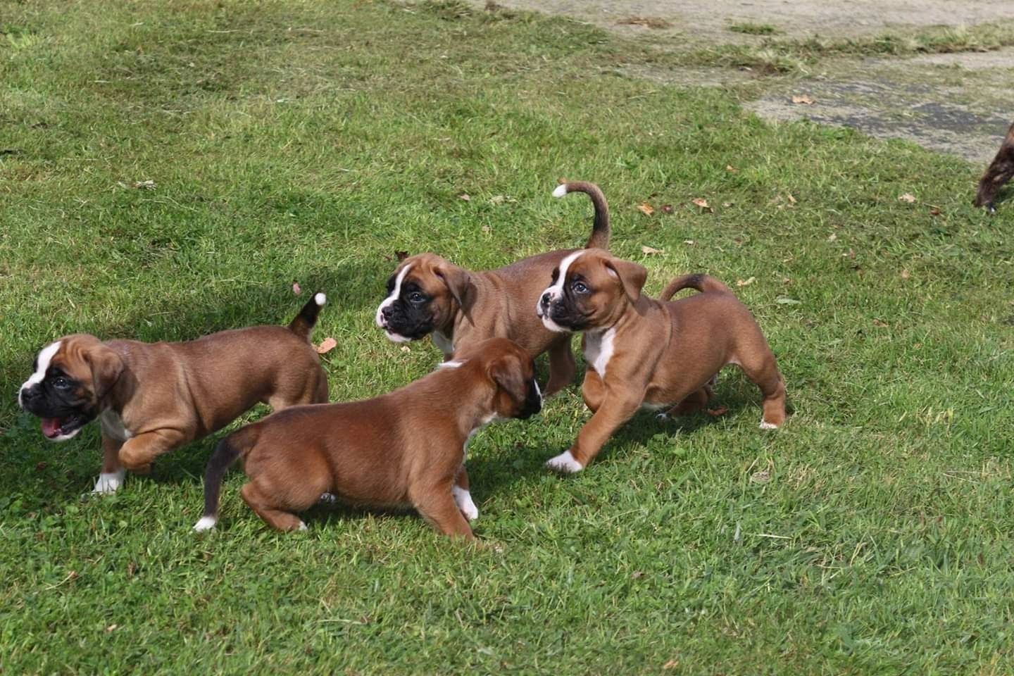 Arktis Boxers - Boxer Puppies, Working Boxers