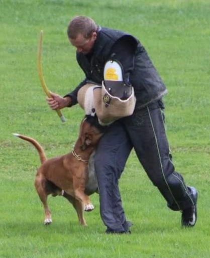 What is Schutzhund (IGP)