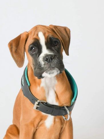 Arktis Boxers - Boxer Puppies, Working Boxers