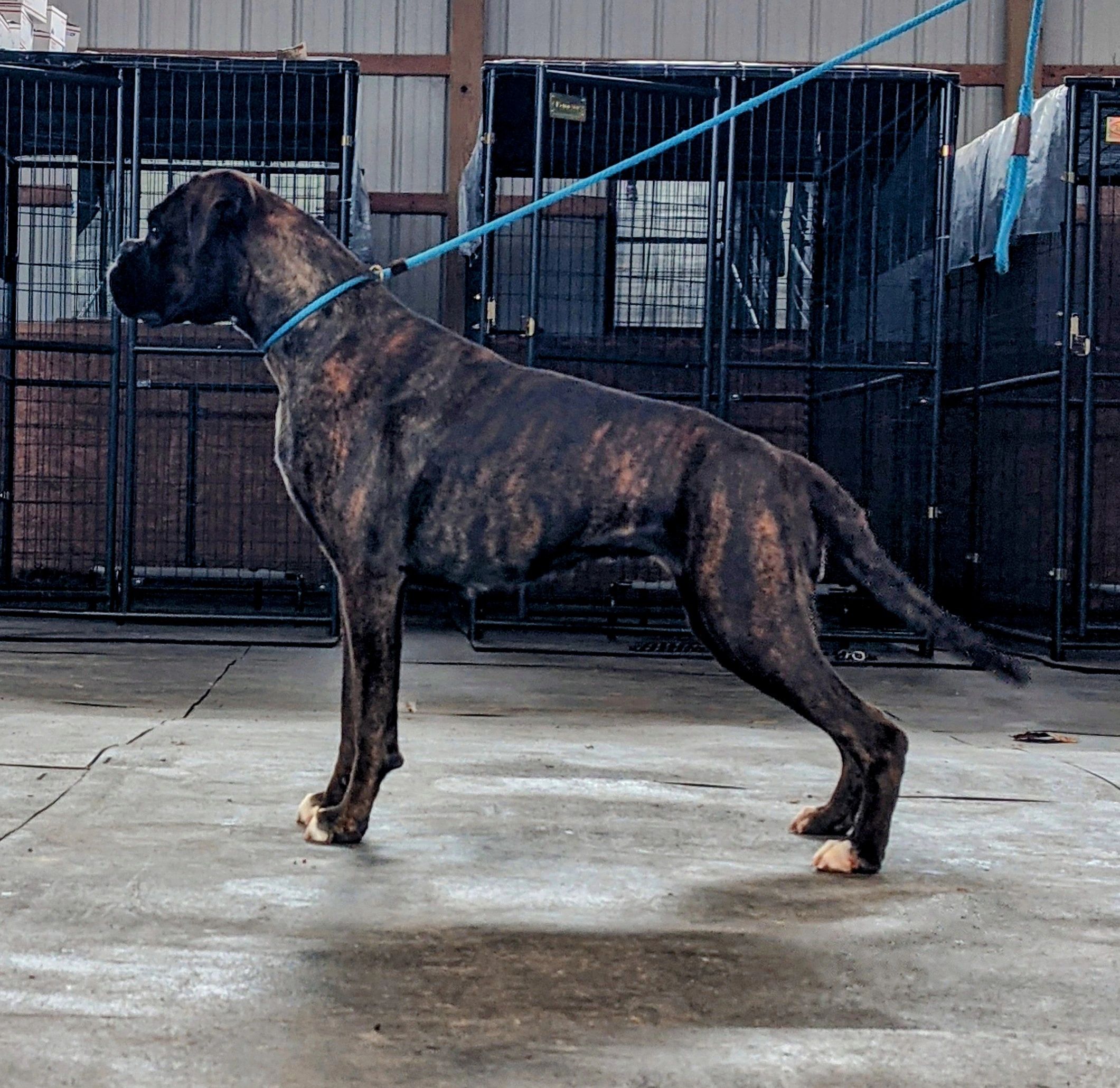 Arktis Boxers - Boxer Puppies, Working Boxers, Boxer Puppies for Sale