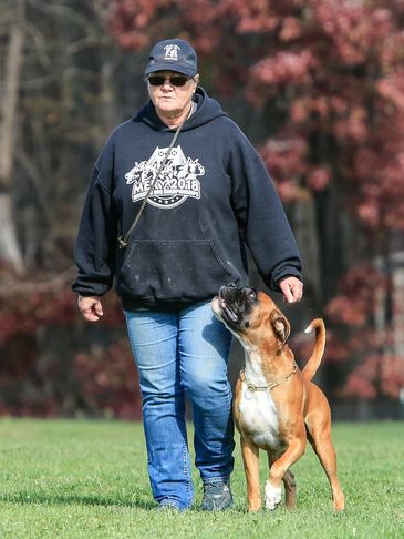 Arktis Boxers - Boxer Puppies, Working Boxers