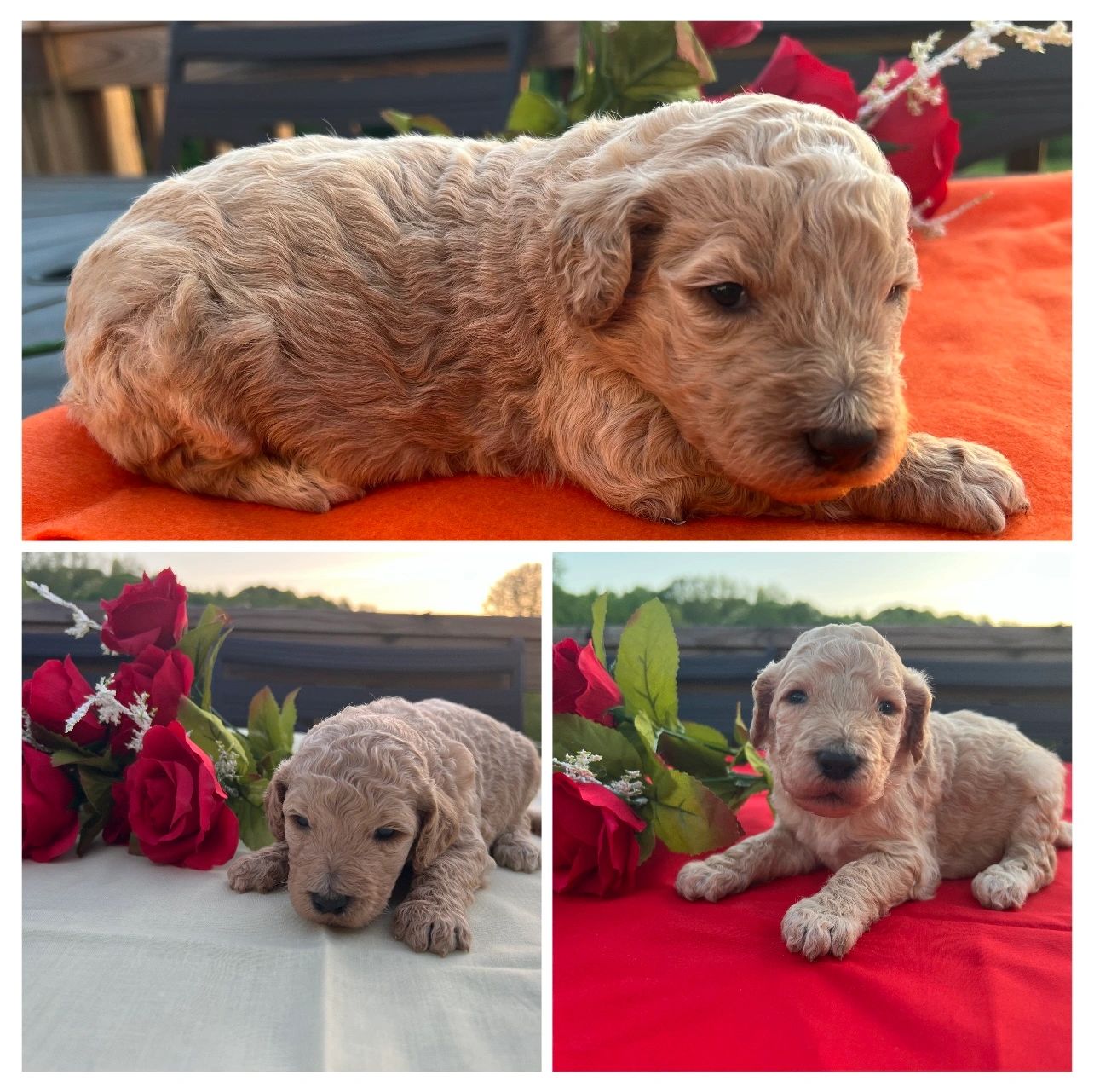 Spoiled Rotten Poodles and Doodles