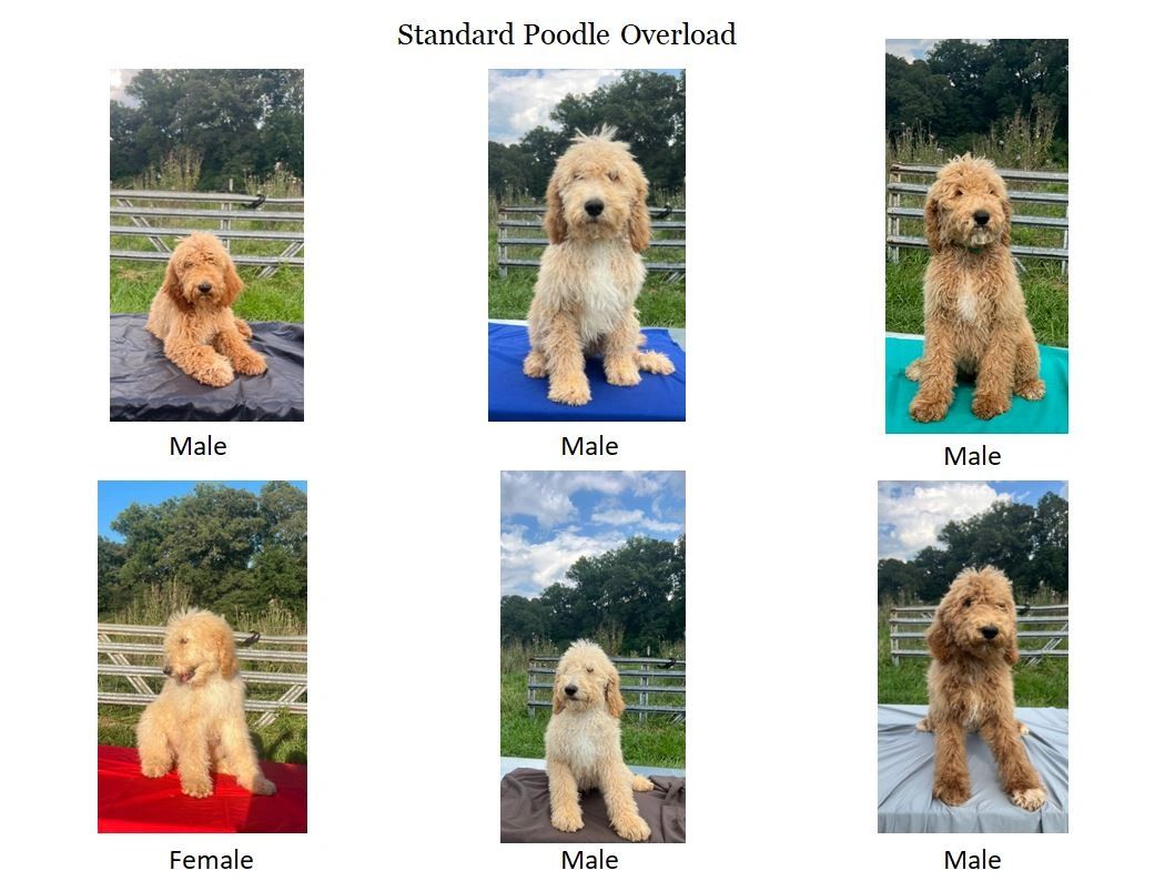 Spoiled Rotten Poodles and Doodles