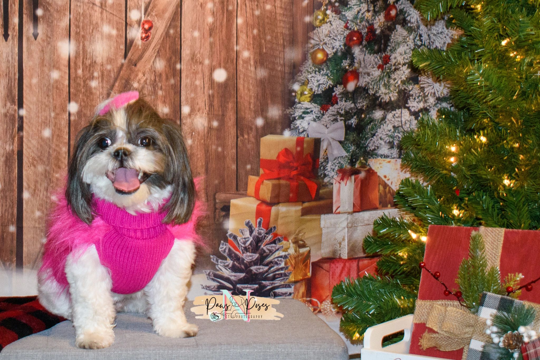 About Us | Paws N Poses Pet Photography