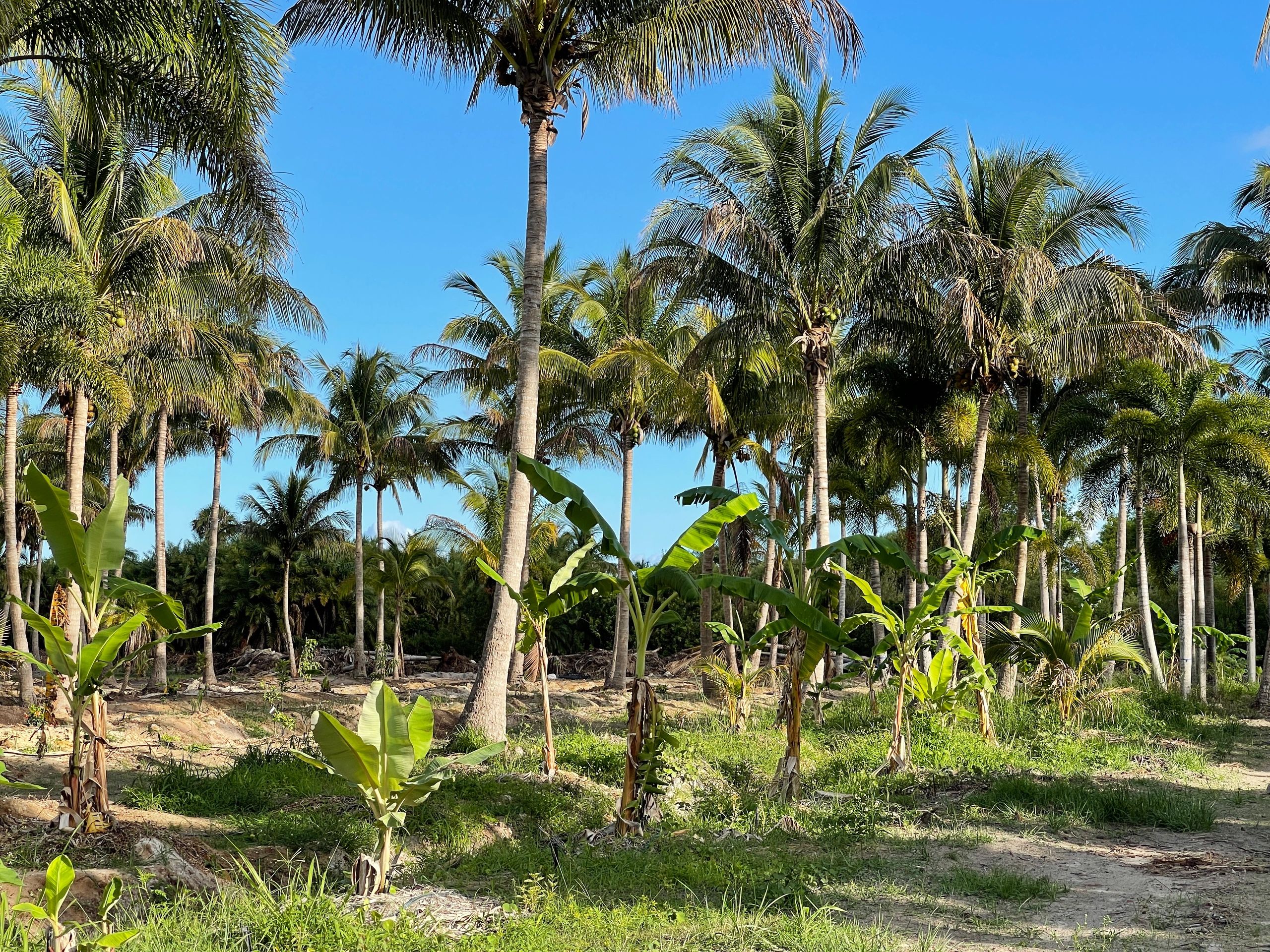 Bia Forest