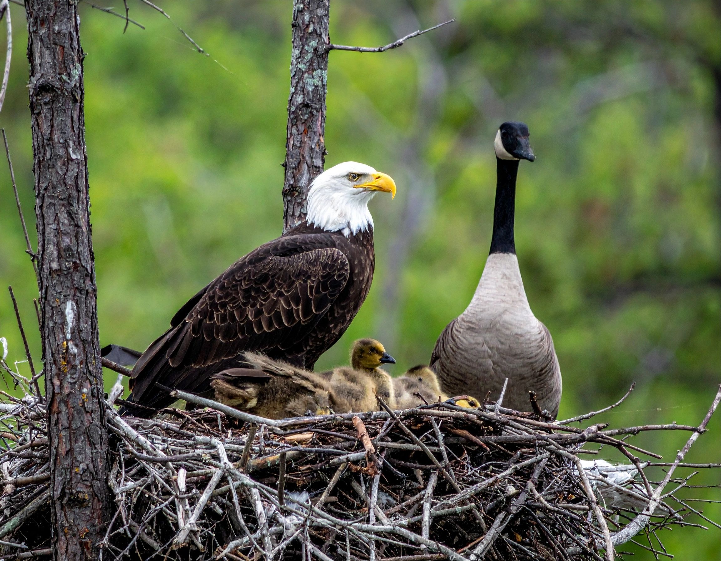 Bald Eagle & Canada Goose: Leap of Faith a Tale of Two Nests